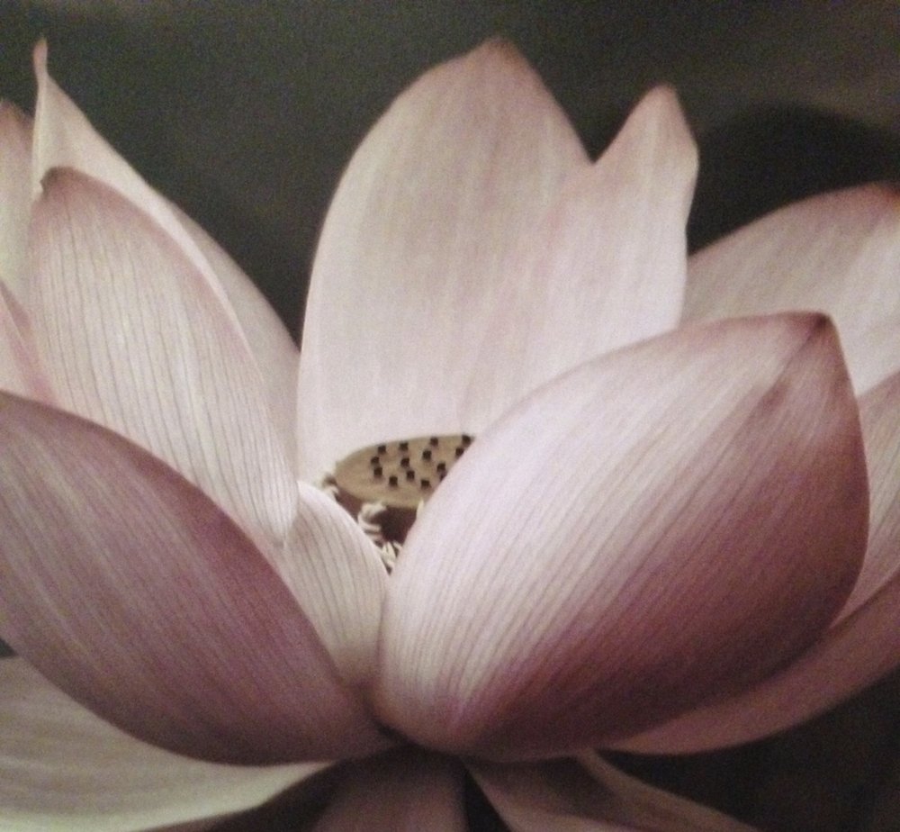 LISA LINTNER, L AC, MSTOM - LOTUS MEDICINE - Acupuncture - 128 Saddle ...