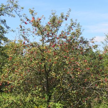 ICE AGE TRAIL - TABLE BLUFF SEGMENT near you at 2110 Main St, Cross ...