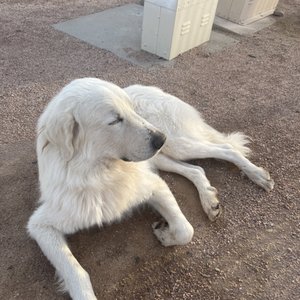 FEARLESS KITTY RESCUE - Updated September 2025 - 23 Photos & 20 Reviews ...