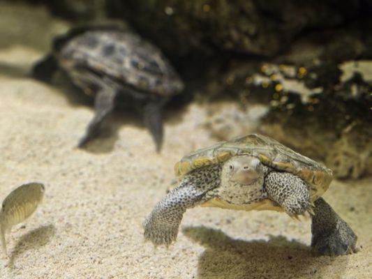 PITTSBURGH ZOO & AQUARIUM - Updated June 2024 - 1386 Photos & 343 ...