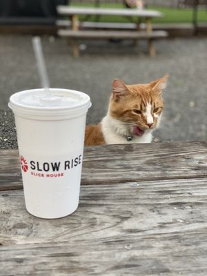 SLOW RISE SLICE HOUSE - Updated March 2025 - 88 Photos & 184 Reviews ...