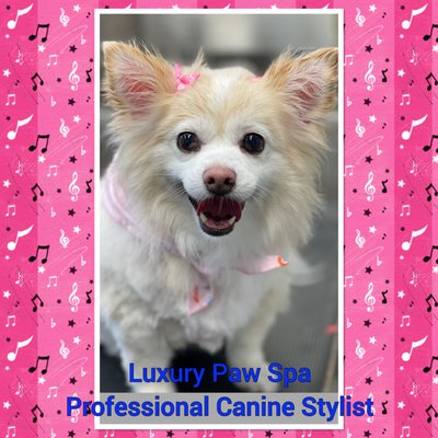 LUXURY PAW SPA MOBILE PET GROOMING - Updated December 2025 - 496 Photos ...