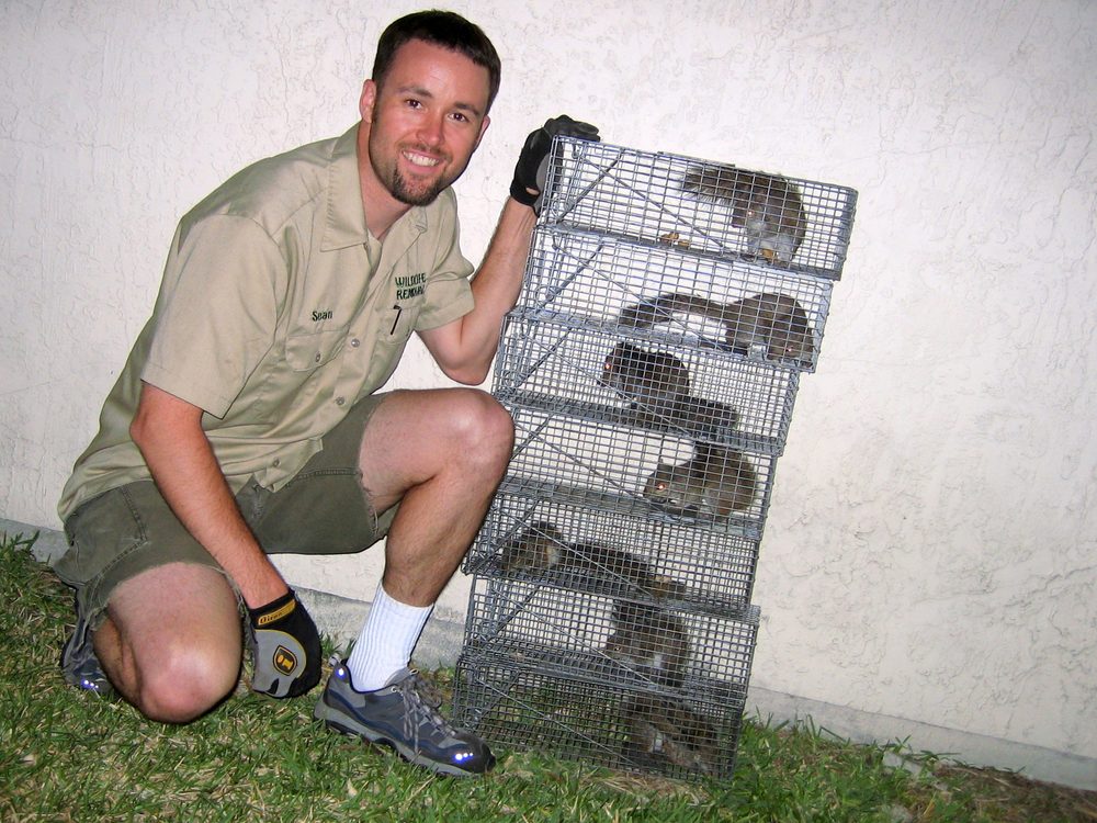 SQUIRREL REMOVAL PRO RHODE ISLAND - 15 Photos - Providence, Rhode ...