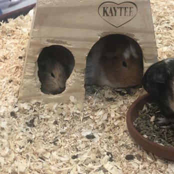 CORNERSTONE CRITTERS - Updated January 2026 - 145 S Main St, Bryan ...