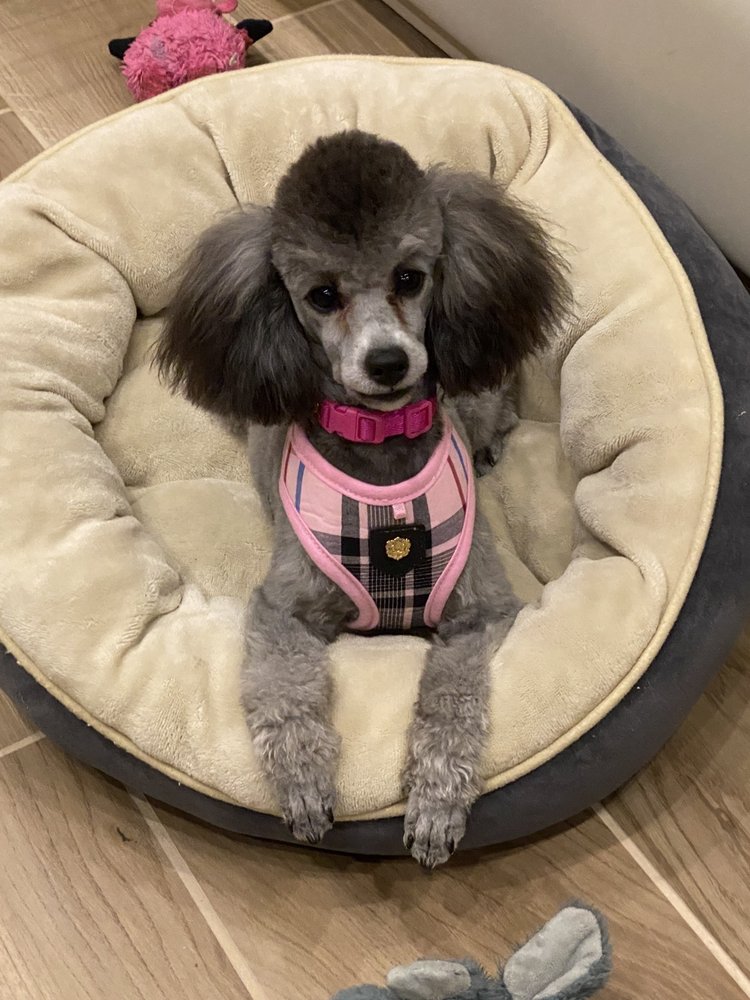 Simply Grooming By Gia