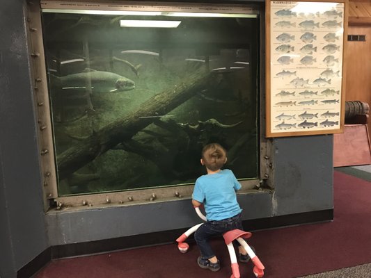 WILLAMETTE FISH HATCHERY - Updated October 2025 - 16 Photos - 76389 ...