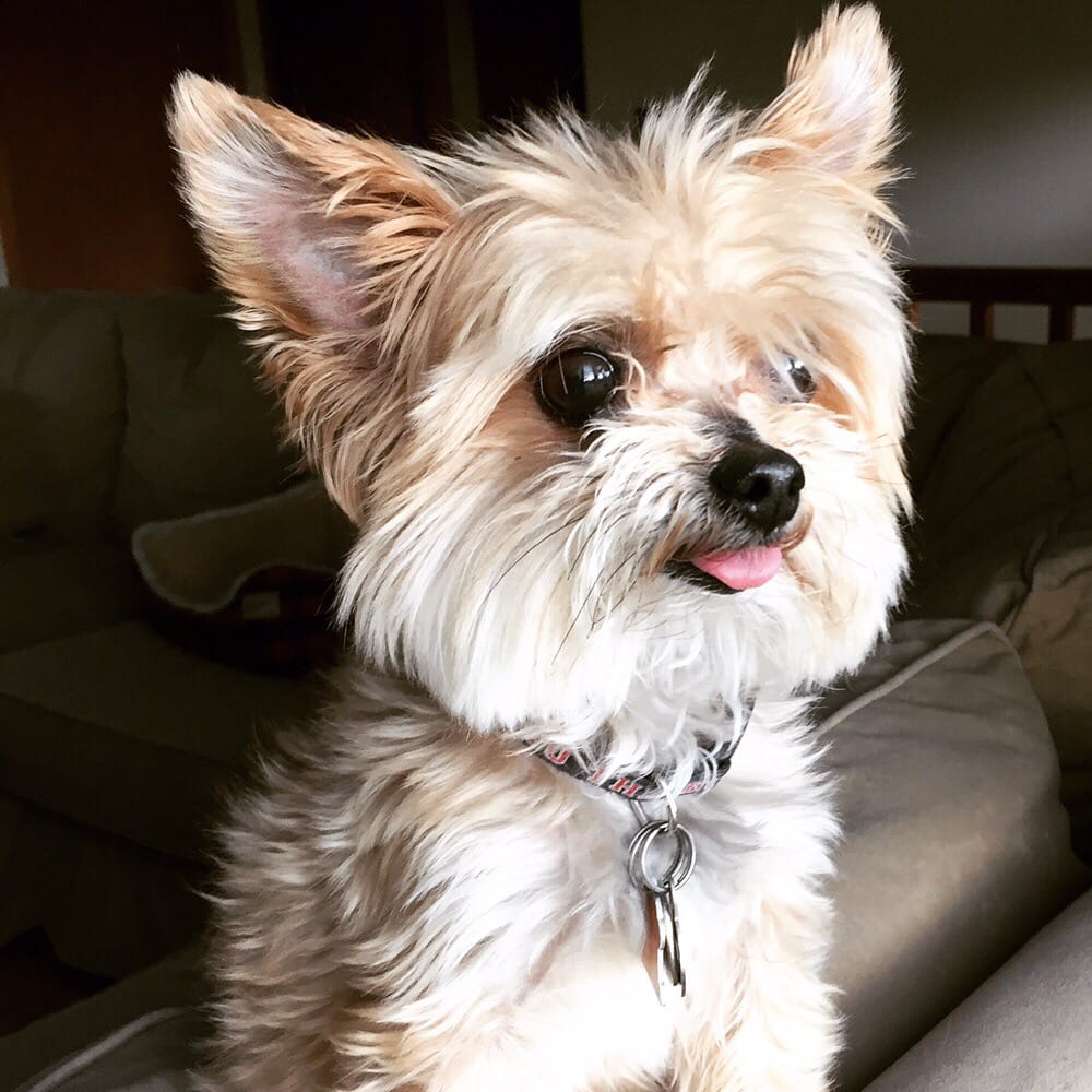 BOW WOW DOG WALKING & PET SITTING - Updated October 2025 - 43 Photos ...