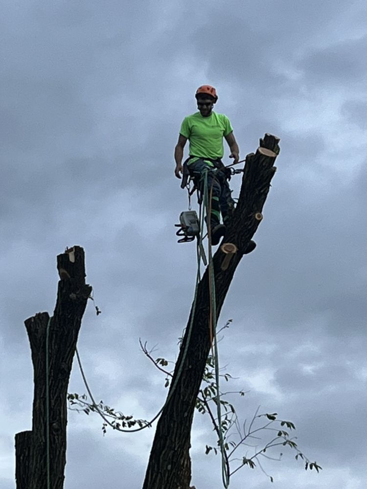 HOMESTEAD TREE SERVICE - Updated September 2024 - Request a Quote - 10 ...