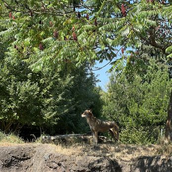 POINT DEFIANCE ZOO & AQUARIUM - 1452 Photos & 483 Reviews - 5400 N ...