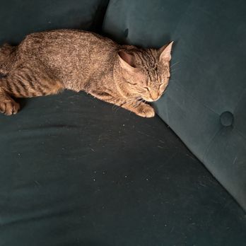 THE BISCUIT FACTORY CAT LOUNGE - Updated October 2025 - 40 Photos & 10 ...