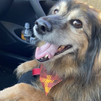 VCA VETERINARY SPECIALISTS OF NORTHERN COLORADO - Updated October 2025 ...