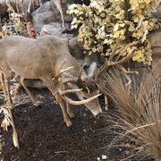 SCHEELS - 150 Photos & 171 Reviews - Sporting Goods - 11282 S State St ...