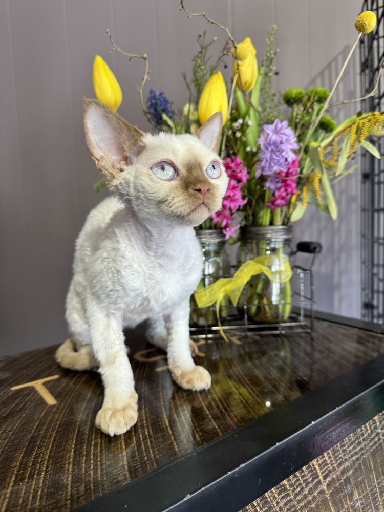 BOUJEE FELINE SPA - Updated December 2025 - Request an Appointment - 31 ...