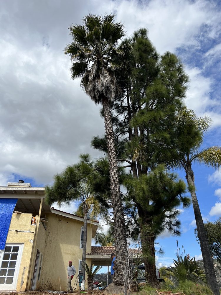 LEON TREE SERVICE - Updated January 2026 - Vista, California - Tree ...