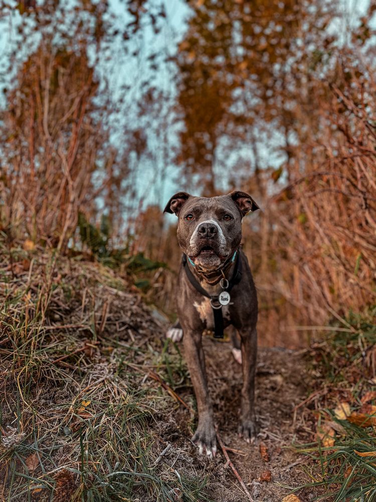 TWO BLUE TAILS DOG WALKING & TRAINING - Updated March 2025 - Request a ...