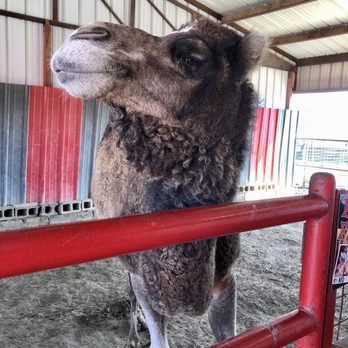 SHARKAROSA WILDLIFE RANCH - Updated October 2025 - 312 Photos & 135 ...