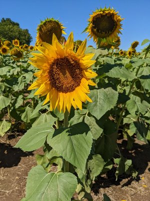 GRINTER’S SUNFLOWER FARM - Updated October 2025 - 111 Photos & 38 ...