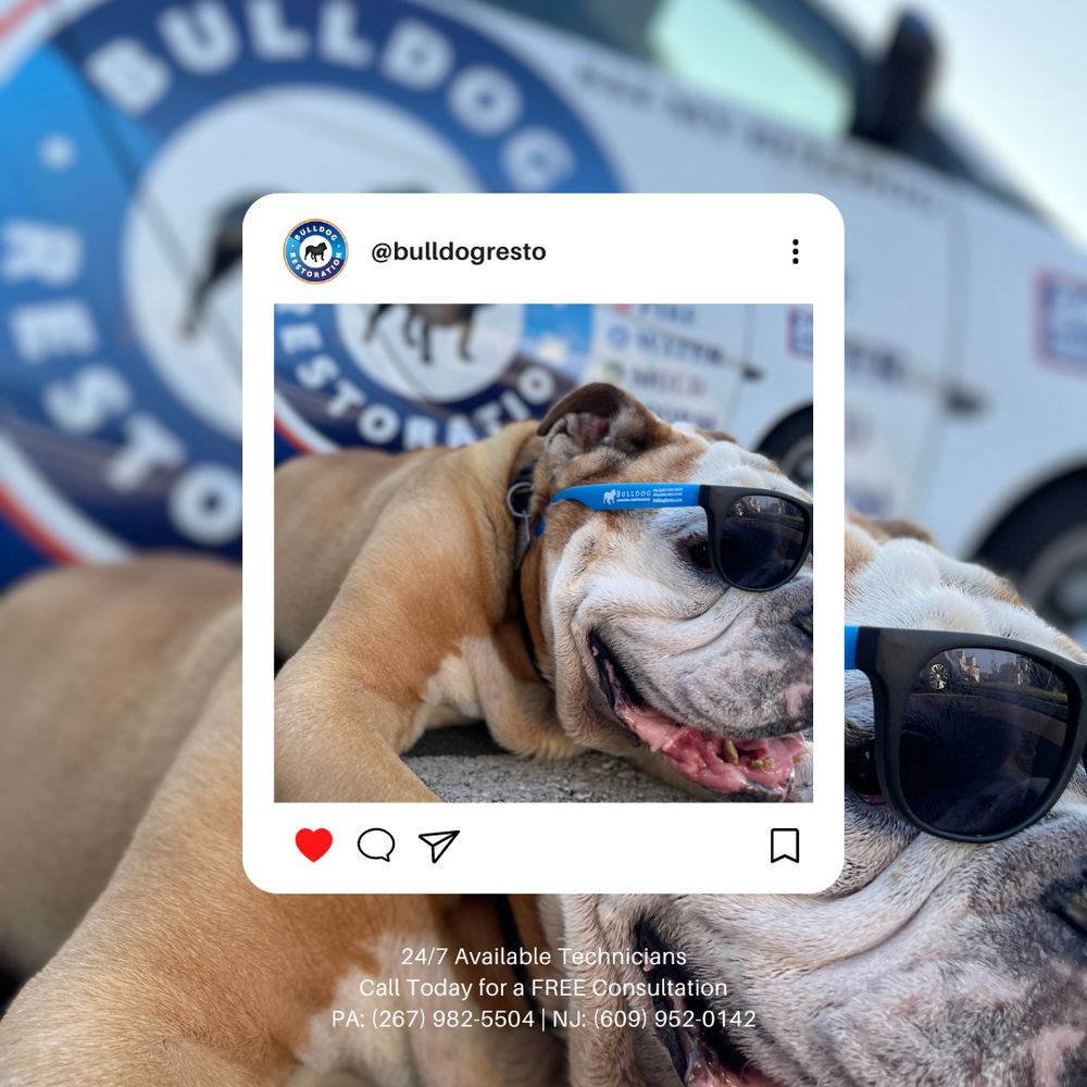 BULLDOG CLEANING & RESTORATION - Updated August 2025 - 58 Photos - 465 ...