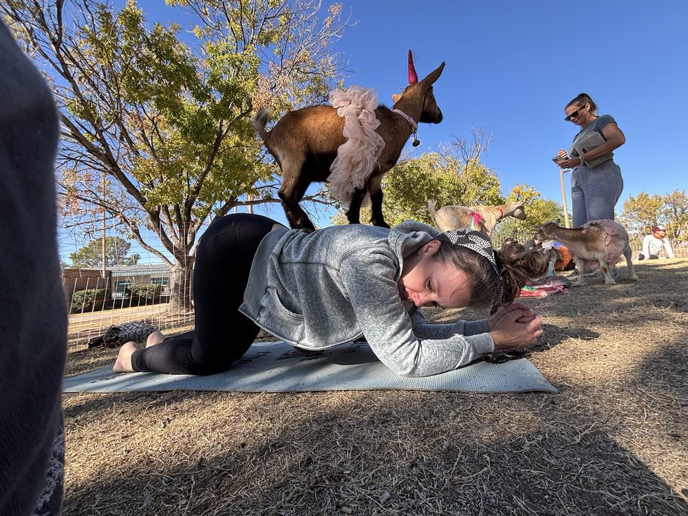 GOT YOGA GOATS OF TUCSON - Updated June 2026 - 70 Photos & 32 Reviews ...