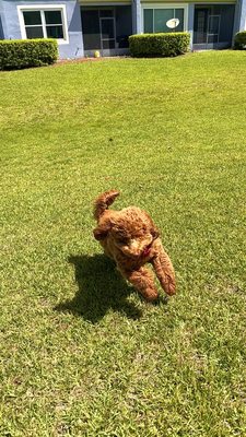 MONDO PET USA - Updated December 2025 - 54 Photos & 14 Reviews - 13802 ...