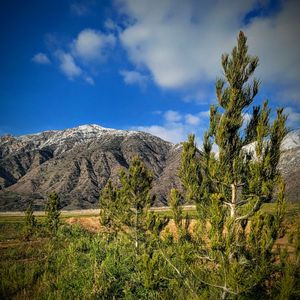 SYCAMORE HIGHLAND - Updated December 2025 - 99 Photos & 49 Reviews ...