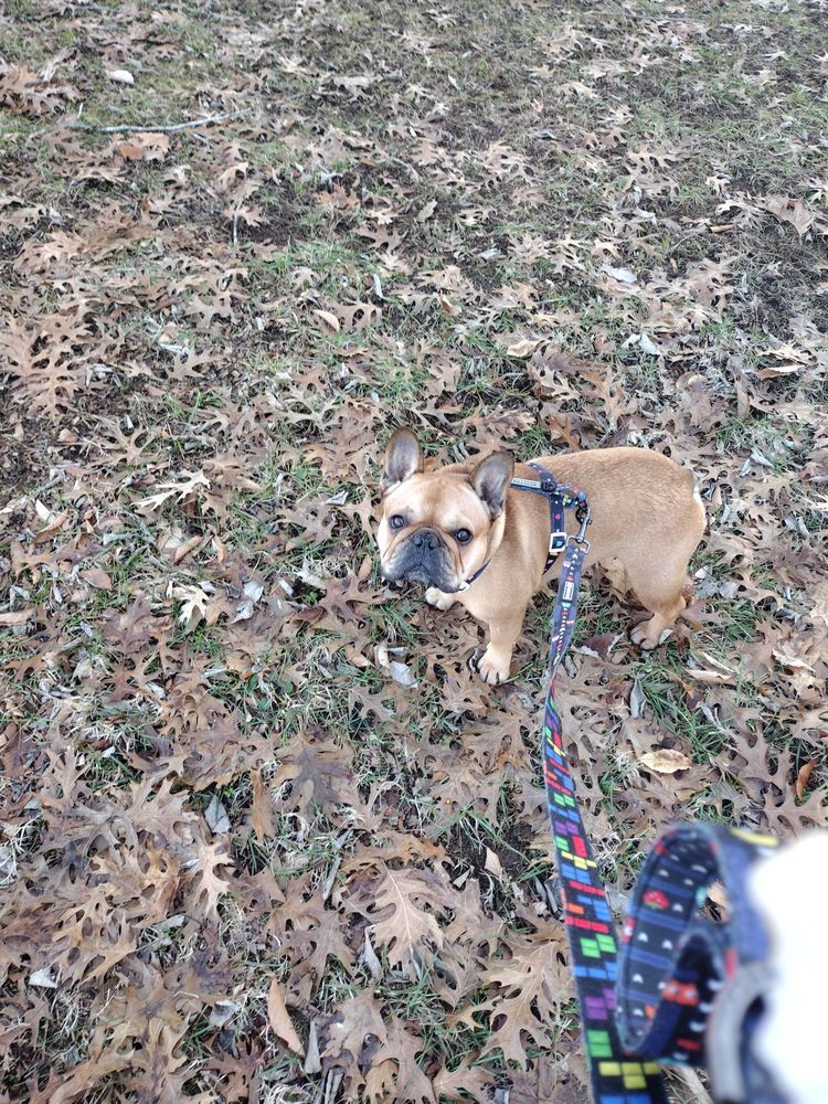 THE JINGO DOG TRAINING COOPERATIVE - Updated August 2025 - 17 Photos ...