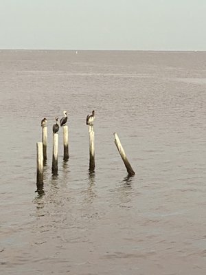 CEDAR KEY FISHING PIER - Updated January 2026 - 11 Photos - 550 Dock St ...