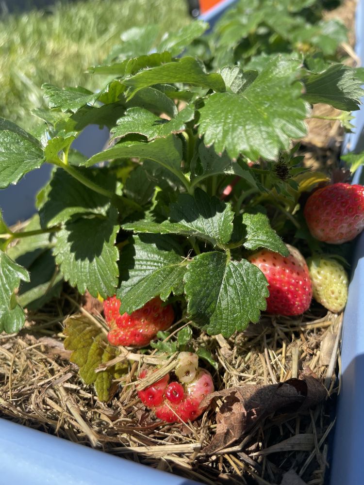 THE TINY FARM - 10 Photos - 1607 Georgetown Rd, Mount Jackson, Virginia ...