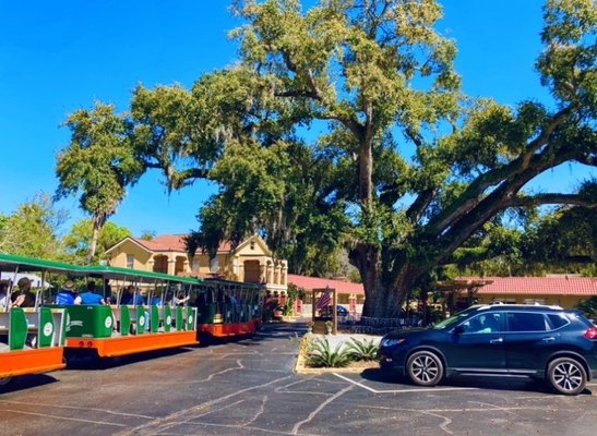 THE OLD SENATOR TREE - Updated October 2025 - 36 Photos & 12 Reviews ...