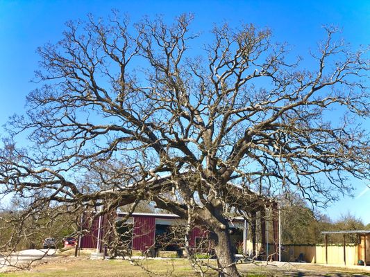 OLD OAK TAPHOUSE - 34 Photos & 17 Reviews - 17527 Hwy 105 E ...