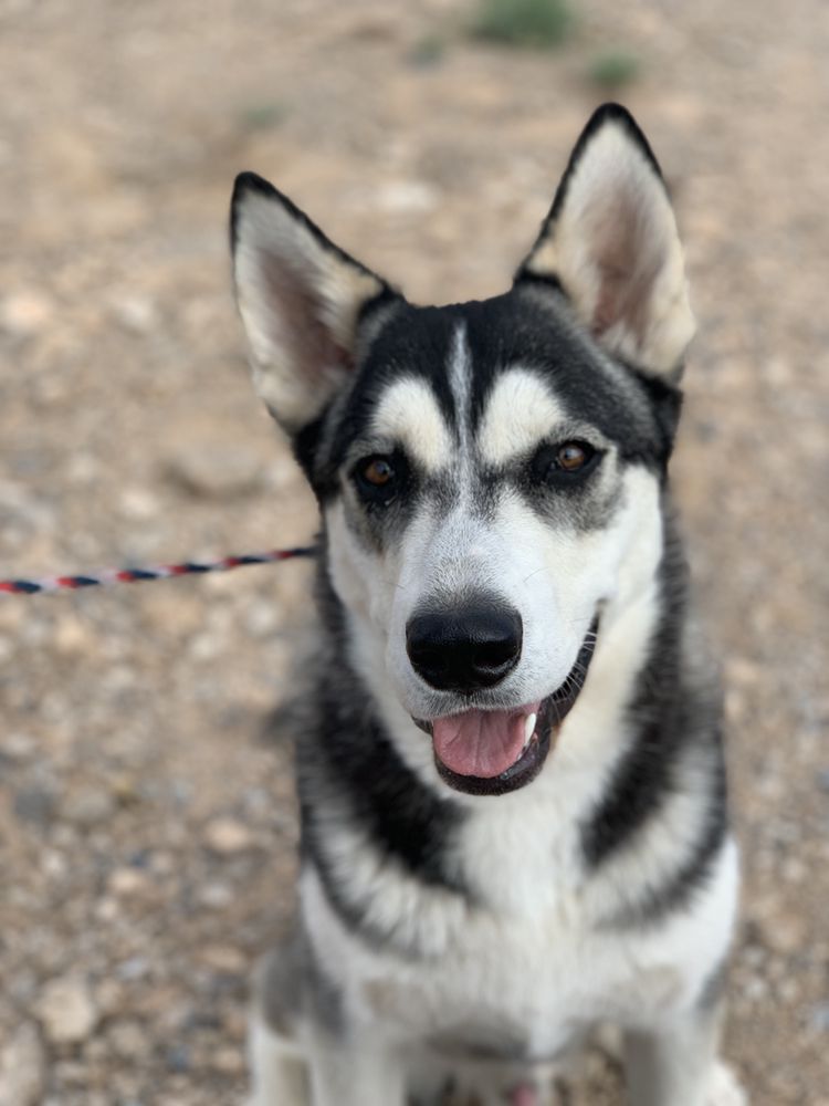 PATHFINDER PUP - Las Vegas, Nevada - Dog Walkers - Phone Number - Yelp