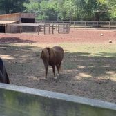 Noah’s Ark Animal Sanctuary - 171 Photos & 49 Reviews - Animal Shelters ...