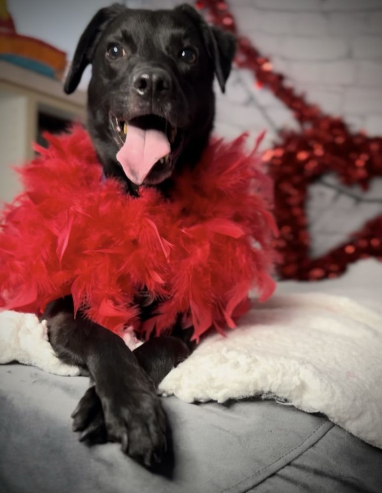 TOPA MOUNTAIN ANIMAL HOSPITAL - Updated December 2025 - 24 Photos & 22 ...