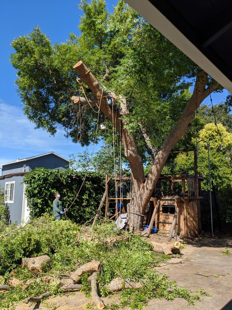 CBC TREE SERVICES INC - 240 Photos & 68 Reviews - Walnut Creek ...
