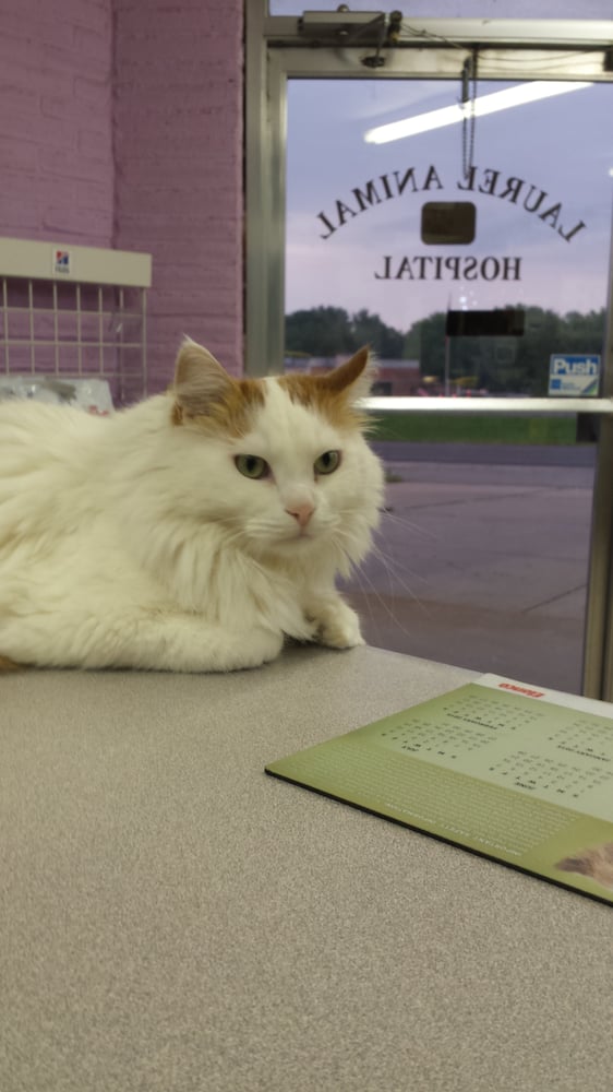 LAUREL ANIMAL HOSPITAL - Updated June 2026 - 12 Reviews - 8904 E State ...