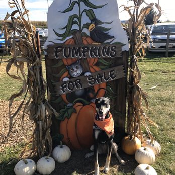 KINGSWAY PUMPKIN FARM - Updated January 2026 - 45 Photos & 19 Verified ...