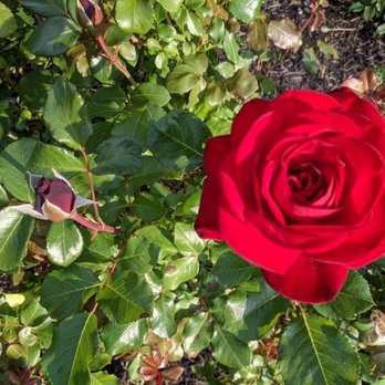 MAPLEWOOD ROSE GARDEN - Updated October 2025 - 109 Photos & 11 Reviews ...