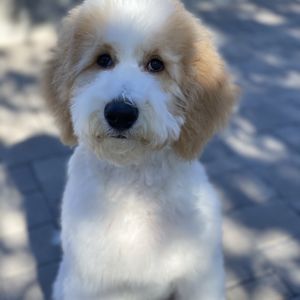 PAWGO - 40 Photos & 90 Reviews - Pet Groomers - Phoenix, AZ - Phone ...