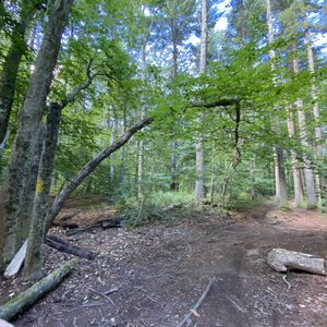 DOUGLAS STATE FOREST - Updated October 2025 - 49 Photos & 20 Reviews ...