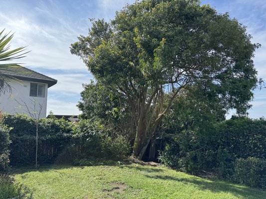 IC TREES - Updated January 2026 - 44 Photos - San Diego, California ...