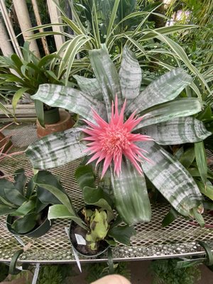Ott’s Exotic Plants - 201 Photos & 68 Reviews - Nurseries & Gardening ...