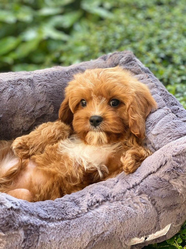 WAGGS TO RICHES - Updated March 2025 - 89 Photos & 94 Reviews - 3200 N ...