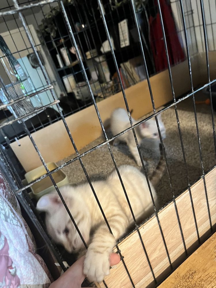 CAMELOT MAINE COONS, BENGALS AND TOYGERS - Updated November 2024 ...