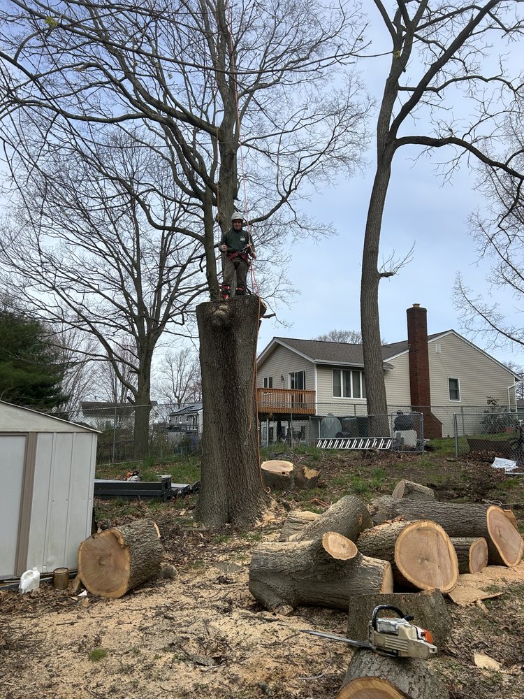 SILVA TREE SERVICE - Updated May 2024 - 27 Photos - 29 Ellis Pl ...