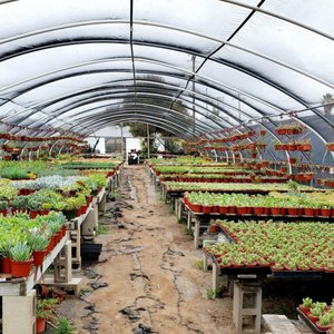 ROJAS SUCCULENTS AND CACTI - Updated November 2025 - 240 Photos & 100 ...