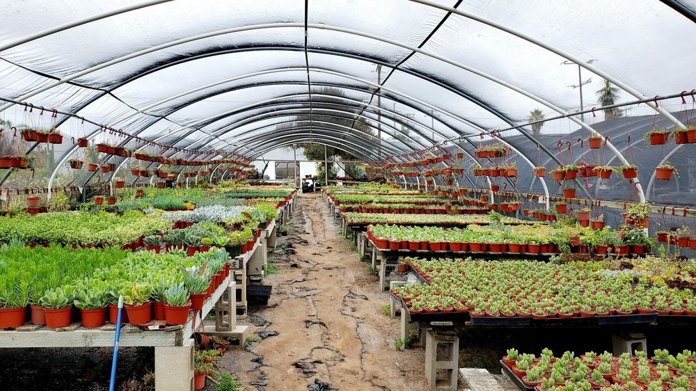 MARISCAL CACTUS & SUCCULENTS - Updated October 2025 - 23 Photos & 12 ...