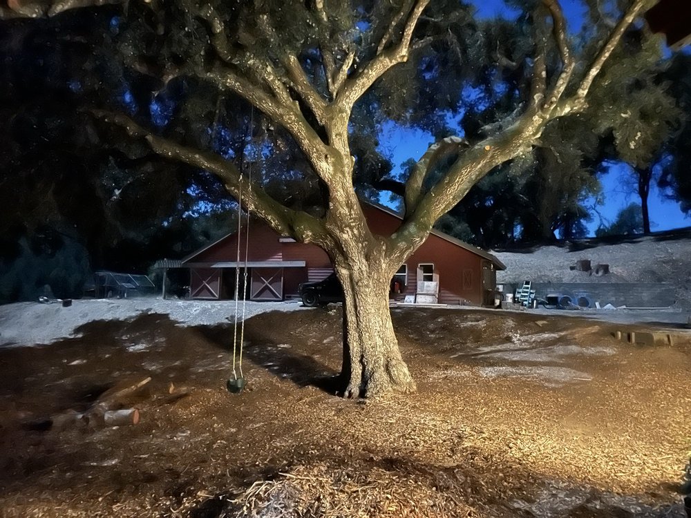 TRAVIS TREE PROFESSIONALS - Updated January 2026 - 26 Photos & 27 ...