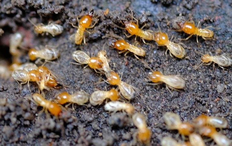 FREEDOM PEST CONTROL - Updated May 2026 - 13 Photos - 58 Pulaski St ...