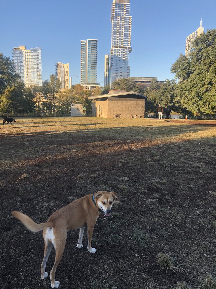 AUDITORIUM SHORES - LEASH-FREE DOG ZONE - 155 Photos & 107 Reviews ...