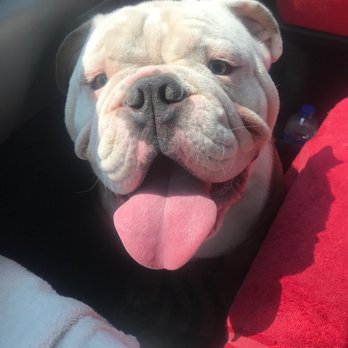 DIRK BUTCHKO PRO VET - 132 Photos & 285 Reviews - 4375 Van Buren Blvd ...